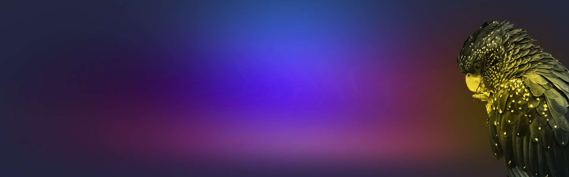 About US - Bird Oasis